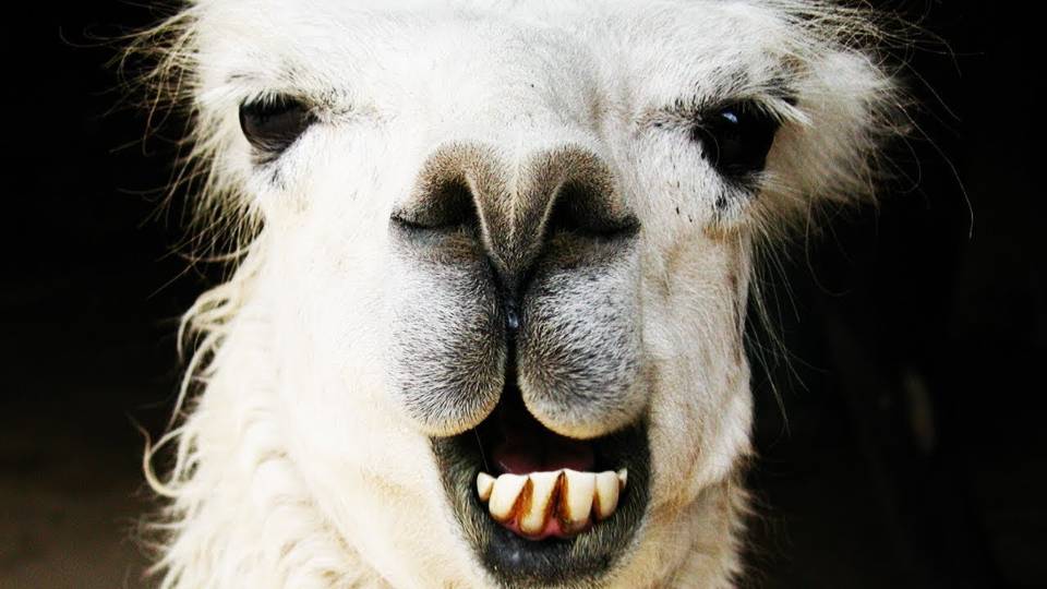 Cocaine & Llamas: The Failed Collaboration Between Freddie Mercury and ...