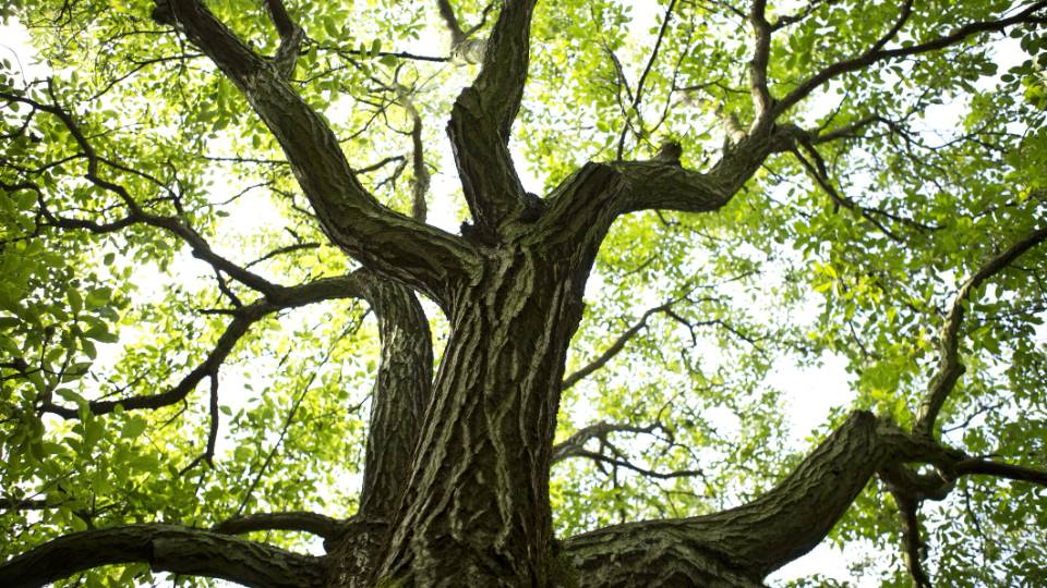 The Story of Les Claypool's Carl Thompson Piccolo Bass | Ultimate Guitar