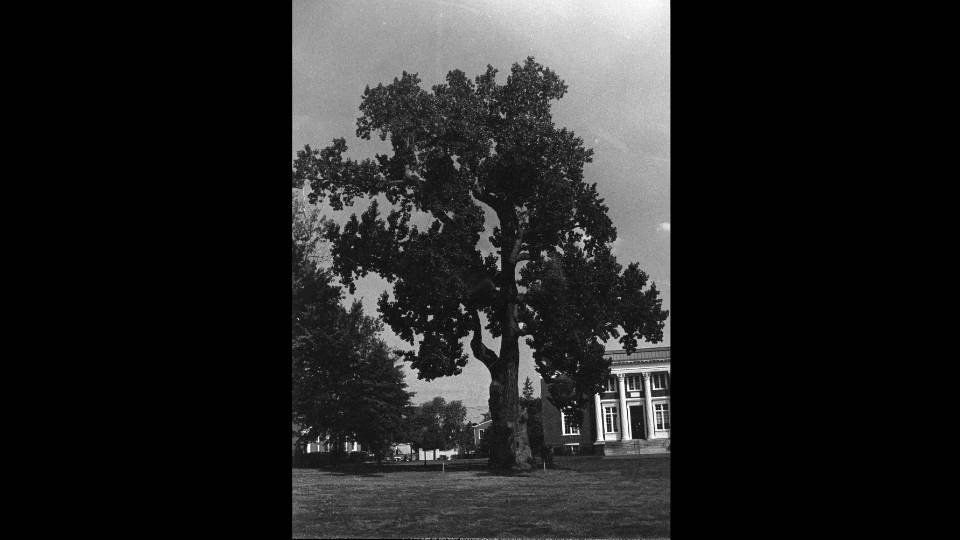 The Story of Taylor's 'Liberty Tree,' a Guitar Made From Historical ...
