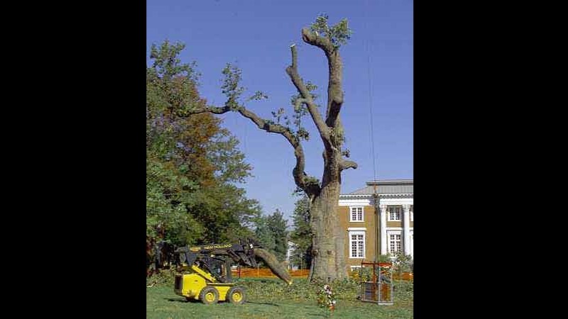 The Story of Taylor's 'Liberty Tree,' a Guitar Made From Historical ...